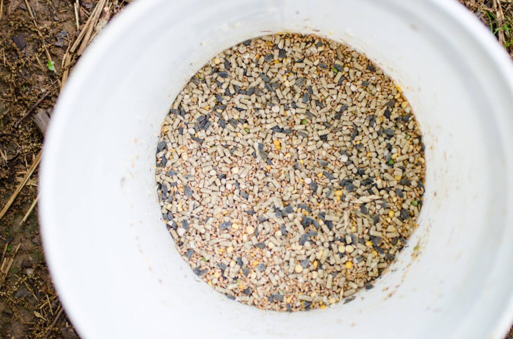 How to Make Homemade Chicken Feed - Backyard Poultry